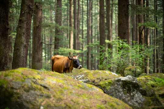 oloololo photos, images, assets | Adobe Stock