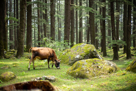 oloololo photos, images, assets | Adobe Stock