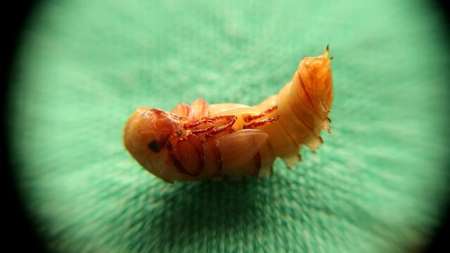 Superworm Images – Parcourir 412 le catalogue de photos, vecteurs et vidéos | Adobe Stock