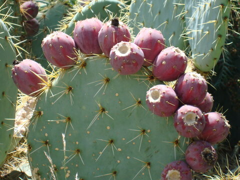 รูปภาพPenca – เลือกดูภาพถ่ายสต็อก เวกเตอร์ และวิดีโอ740 | Adobe Stock