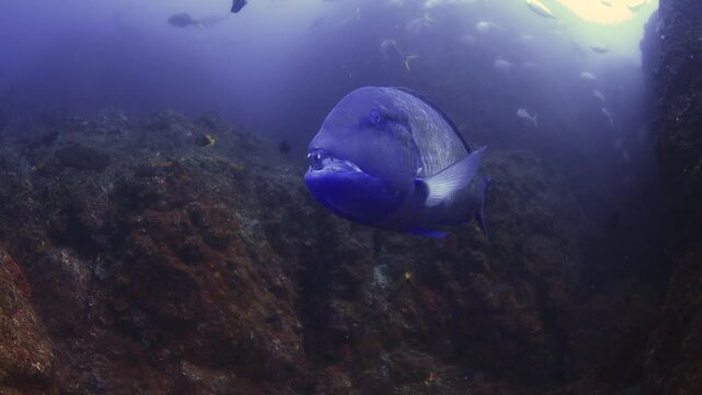 Tuskfish Bilder – Durchsuchen 65 Archivfotos, Vektorgrafiken und Videos ...