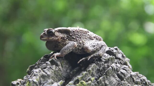 รูปภาพGaleatus – เลือกดูภาพถ่ายสต็อก เวกเตอร์ และวิดีโอ83 | Adobe Stock