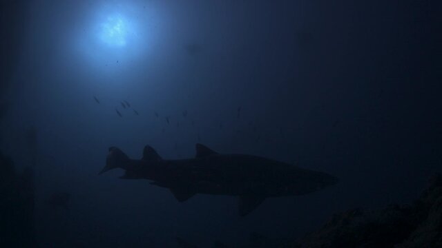 "Tiger Shark" Images – Browse 3,695 Stock Photos, Vectors, and Video ...