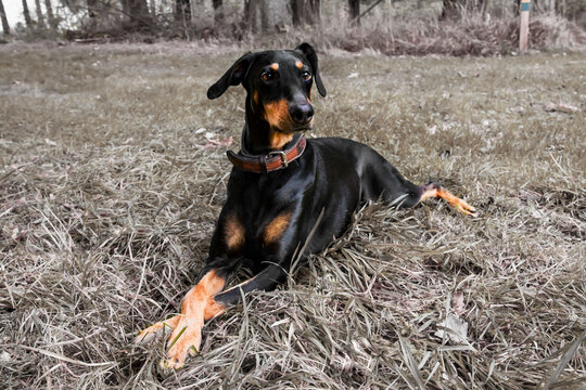 Dobi Images – Browse 32 Stock Photos, Vectors, and Video | Adobe Stock