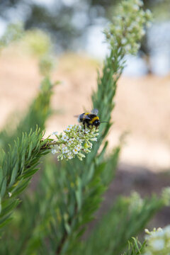 Distelarten-Bilder: Stock-Fotos & -Videos. | Adobe Stock