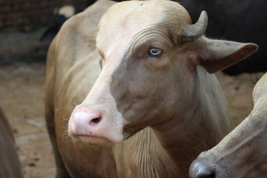 Carabeef Bilder – Durchsuchen 18,219 Archivfotos, Vektorgrafiken und ...