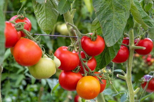 Strauchtomaten Bilder – Durchsuchen 41,127 Archivfotos, Vektorgrafiken ...