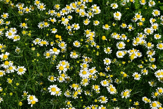 Matricariae Flos"」の写真素材 | 39件の無料イラスト画像 | Adobe Stock