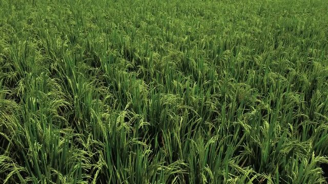 รูปภาพ"Bal – เลือกดูภาพถ่ายสต็อก เวกเตอร์ และวิดีโอ12,638 | Adobe Stock