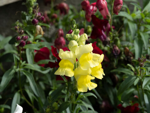 "Zygomorphe Bilder – Durchsuchen 154 Archivfotos, Vektorgrafiken und ...