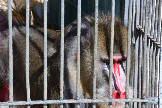 Rotarschpavian-Bilder: Stock-Fotos & -Videos. | Adobe Stock