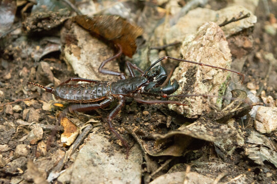 Vinagrillo Images – Browse 55 Stock Photos, Vectors, and Video | Adobe ...