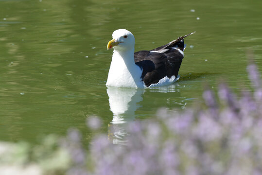 Marinus Images – Browse 1,451 Stock Photos, Vectors, and Video | Adobe ...