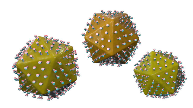 Asfarviridae Images – Parcourir 48 le catalogue de photos, vecteurs et ...