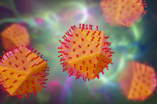 Asfarviridae - Images et vidéos libres de droits | Adobe Stock