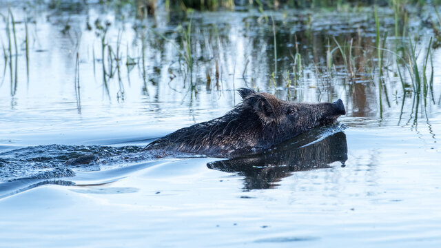 รูปภาพWildsau – เลือกดูภาพถ่ายสต็อก เวกเตอร์ และวิดีโอ1,091 | Adobe Stock