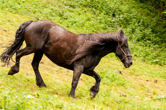 Chevalin bilder – Bläddra bland 6,610 stockfoton, vektorer och videor ...