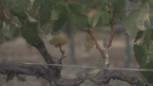 Racemation Images – Browse 1,954 Stock Photos, Vectors, and Video ...