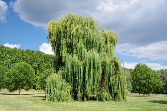 Trauerweide Bilder – Durchsuchen 3,433 Archivfotos, Vektorgrafiken und ...