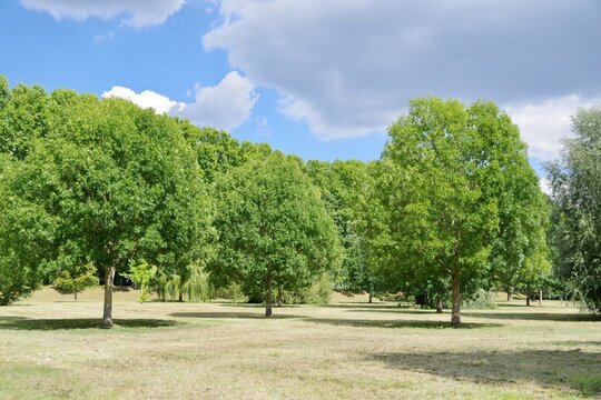 Sommereiche Bilder – Durchsuchen 17,387 Archivfotos, Vektorgrafiken und ...