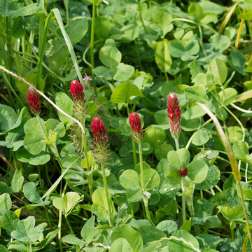 "Trifolium Incarnatum Imagens – Procure 2,342 fotos, vetores e vídeos ...
