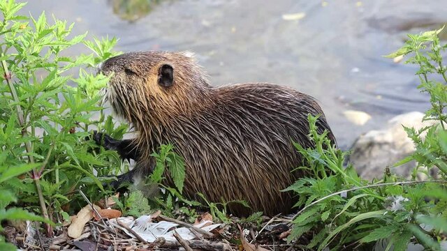 "Water Rat" Images – Browse 1,603 Stock Photos, Vectors, and Video ...