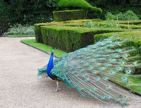 Phasianinae Bilder – Durchsuchen 513 Archivfotos, Vektorgrafiken und ...