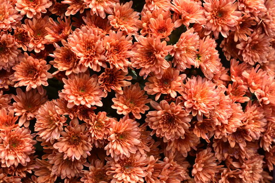 รูปภาพChrysant – เลือกดูภาพถ่ายสต็อก เวกเตอร์ และวิดีโอ1,256 | Adobe Stock