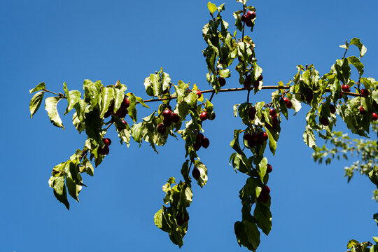 Dogberry-Tree Imagens – Procure 292 fotos, vetores e vídeos | Adobe Stock