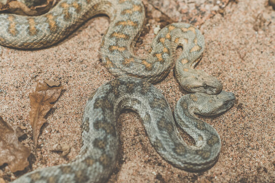 รูปภาพViperinae – เลือกดูภาพถ่ายสต็อก เวกเตอร์ และวิดีโอ2,406 | Adobe Stock