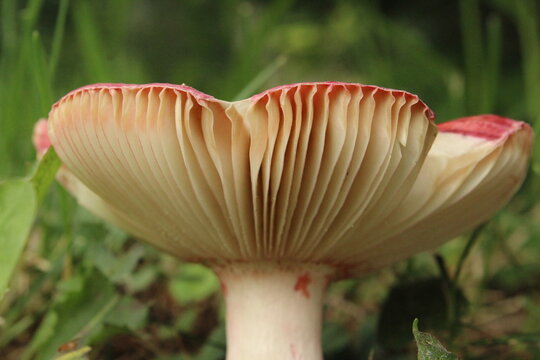 Unedible Bilder – Durchsuchen 482 Archivfotos, Vektorgrafiken und ...