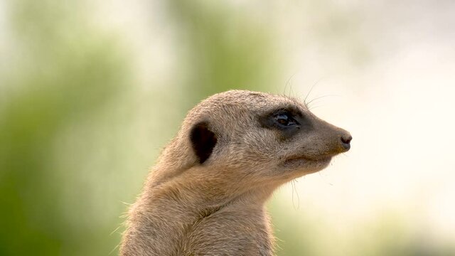 Sentry Images – Browse 7,349 Stock Photos, Vectors, and Video | Adobe Stock