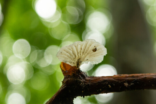 รูปภาพHongo – เลือกดูภาพถ่ายสต็อก เวกเตอร์ และวิดีโอ4,265 | Adobe Stock