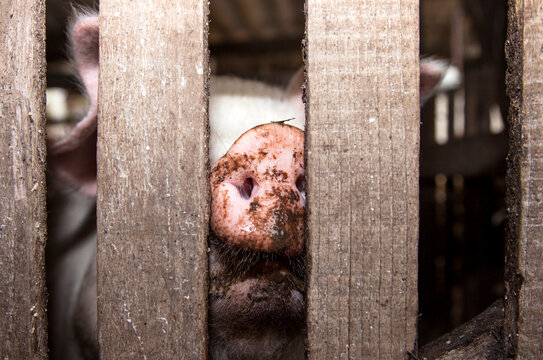 รูปภาพPiggery – เลือกดูภาพถ่ายสต็อก เวกเตอร์ และวิดีโอ12,174 | Adobe Stock