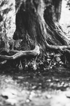Black And White Tree Roots Images – Browse 112,441 Stock Photos ...