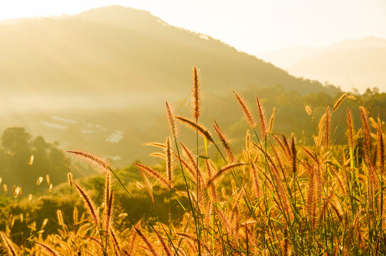 Thongchai S. photos, images, assets | Adobe Stock