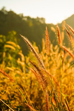 Thongchai S. photos, images, assets | Adobe Stock