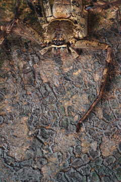 Babouk Images – Parcourir 244 le catalogue de photos, vecteurs et ...