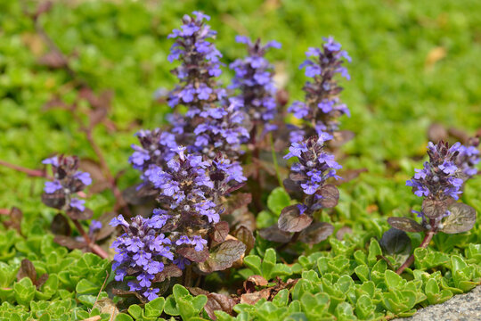 "Zygomorphe Bilder – Durchsuchen 154 Archivfotos, Vektorgrafiken und ...