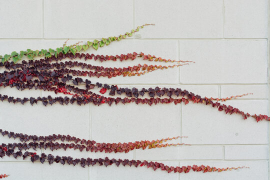 Creeping Images – Browse 384,627 Stock Photos, Vectors, and Video ...