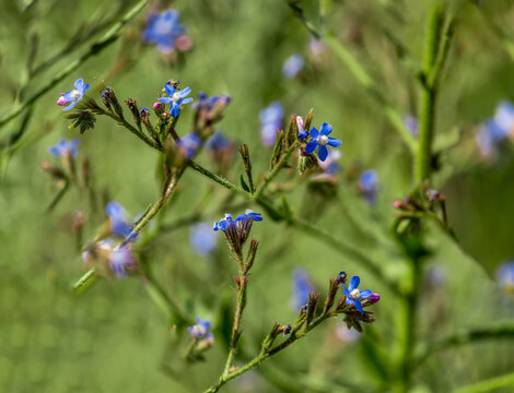 รูปภาพ"Italian Bugloss" – เลือกดูภาพถ่ายสต็อก เวกเตอร์ และวิดีโอ1,903 ...