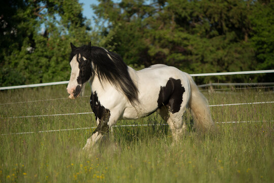 Schnurri Images – Browse 55 Stock Photos, Vectors, and Video | Adobe Stock