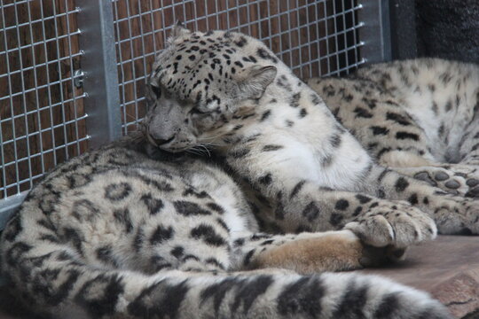 Leopart Bilder – Durchsuchen 168 Archivfotos, Vektorgrafiken und Videos ...