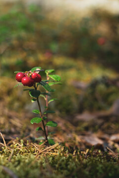 รูปภาพFoxberry – เลือกดูภาพถ่ายสต็อก เวกเตอร์ และวิดีโอ53,865 | Adobe Stock