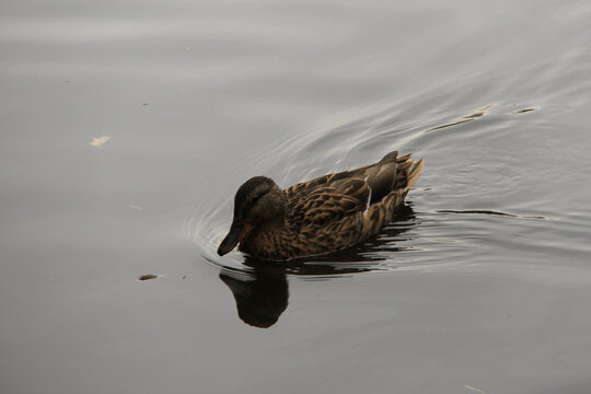 Natatorial Bilder – Durchsuchen 1,614 Archivfotos, Vektorgrafiken und ...