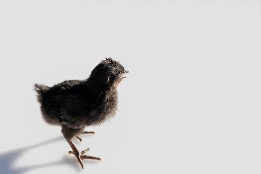 Pollito Bilder – Durchsuchen 642 Archivfotos, Vektorgrafiken und Videos ...