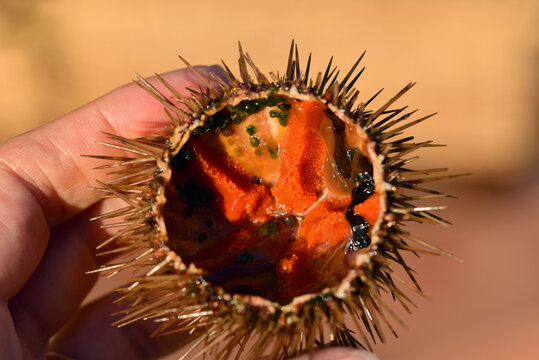 Echinozoa Images – Browse 48 Stock Photos, Vectors, and Video | Adobe Stock