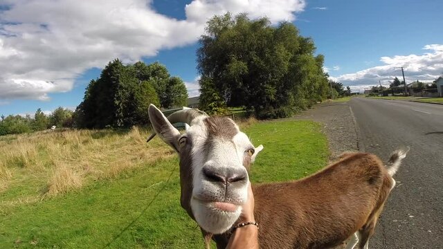 Angry Goat Images – Browse 3,647 Stock Photos, Vectors, and Video ...
