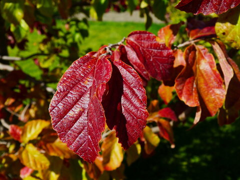 "Parrotia Persica" Imagens – Procure 268 fotos, vetores e vídeos ...