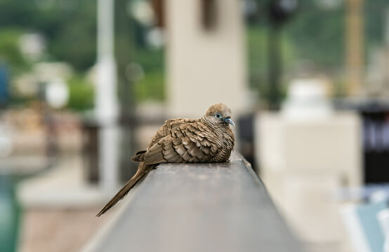รูปภาพKurokutok – เลือกดูภาพถ่ายสต็อก เวกเตอร์ และวิดีโอ1,546 | Adobe Stock
